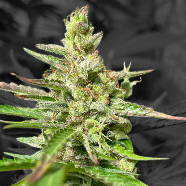 Smooth Sky - H4Z3 Genetics